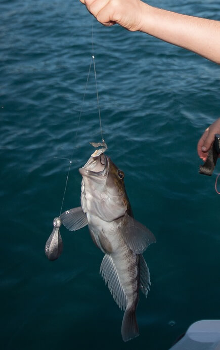 Public input sought for National Blue Cod Strategy - Marlborough Marinas
