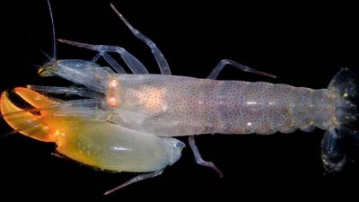 Snapping Shrimp Secrets - Marlborough Marinas