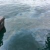 Managing Bilge Water - Marlborough Marinas
